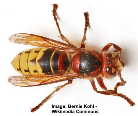 Types Of Hornets Nest Size Color With Pictures Identification Guide