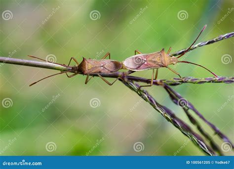 Image Of Cletus Rusticus Bughemiptera Mating Stock Image Image Of Life Love 100561205