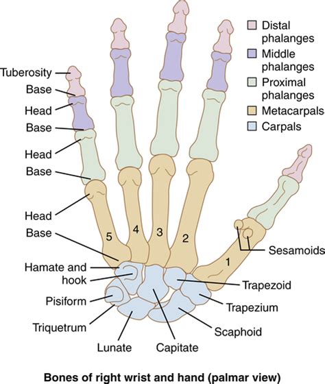 Metacarpal Anatomy