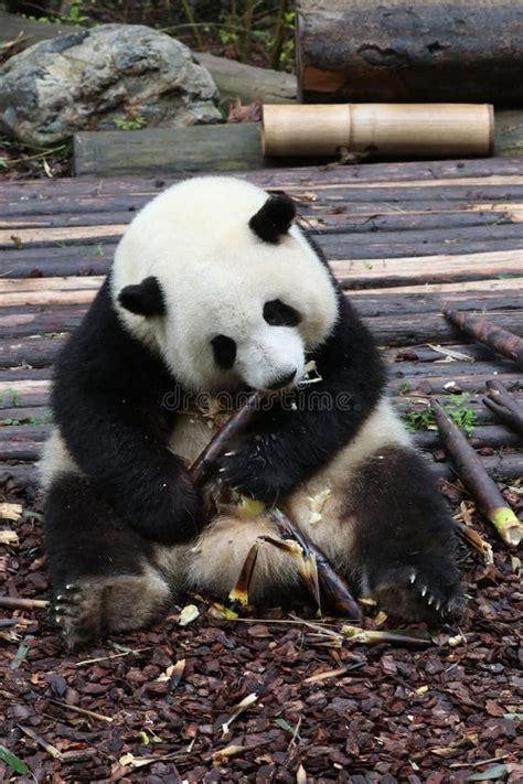 Happy Fluffy Female Panda He Hua Aka Hua Hua Chengdu Panda Base