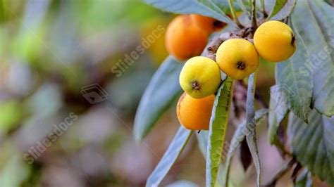 Leaves Leaf Fruit Branches And Map Tree Branch Powerpoint Background For Free Download Slidesdocs