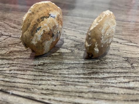 I Found These Weird Limestone Looking Fossilized Shells Its My First Find And How Do I Open