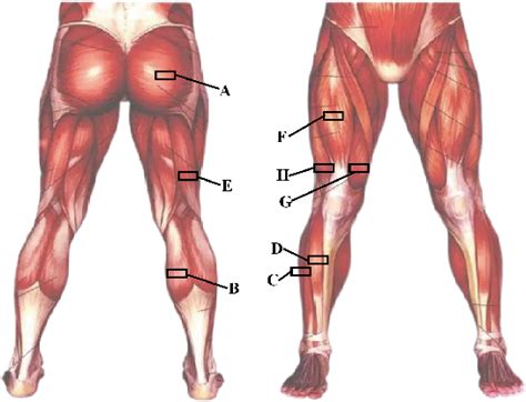 Figure 1 From The Analysis Of Muscle Synergy Similarity Between Walking And Pedaling Based On