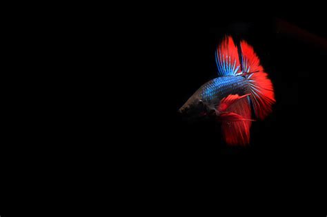 아름다운 파란색과 레드 베타 쿠팡 또는 샴 파이팅 물고기 블랙 배경 0명에 대한 스톡 사진 및 기타 이미지 0명 감금 상태 검은색 Istock