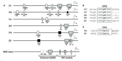 Distinct Combinations Of Response Elements In The Promoter Regions Of Download Scientific
