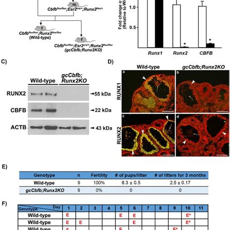 Cbfb Flox Flox Esr2 Cre Runx2 Flox Flox Gccbfb Runx2ko Mice Download Scientific Diagram