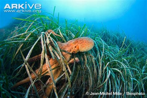 Seagrass Ecosystem Services Grass Roots Biology