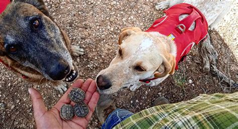 Explored | A Ruffwear Blog | Ruffwear