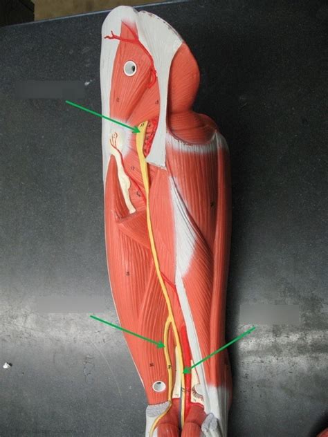Chapter 16 Sacral Plexus Diagram Quizlet