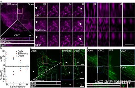 Nat Methods︱北京大学席鹏课题组提出开源高保真三维结构光照明显微成像重建算法平台 知乎