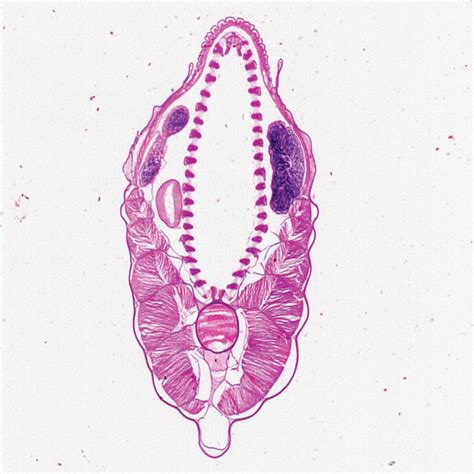 Amphioxus Composite C S 7 µm Hande Microscope Slide Carolina Biological Supply