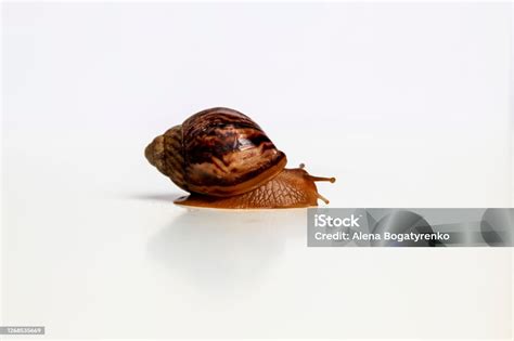 젖은 갈색 달팽이가 흰색 배경에 있습니다 정원 식용 달팽이 프랑스 요리에 대 한 달팽이의 인기 있는 유형 0명에 대한 스톡 사진 및 기타 이미지 Istock