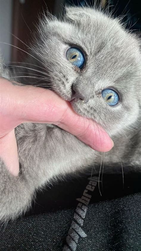 Котенок Кокос Шотландский Вислоухий