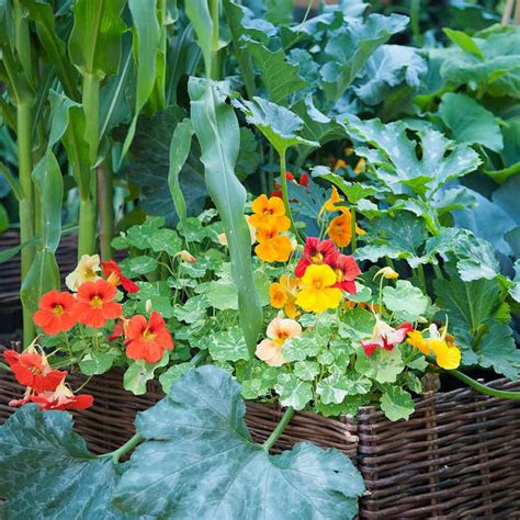Nasturtium Growing In Containers How To Plant Grow And Care For