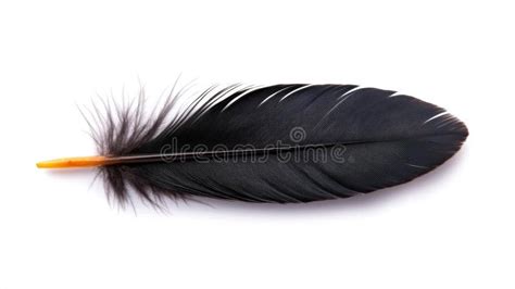 Beautiful Black Feather Quill Isolated On Clean White Background With