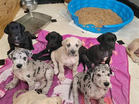 15 Photos Of Great Dane Puppies That Will Make You Fall In Love