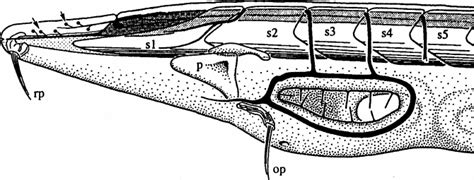 Diagram Of A 12 14 D Amphioxus Larva Showing Several Minor Types Of
