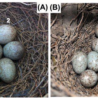 A Multiparasitized Magpie Nest With Four Great Spotted Cuckoo Eggs