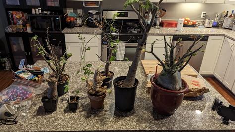 Need Help Identifying A Lot Of Caudiciform Plants Rcaudex