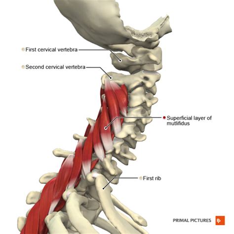 Cervical Deep Neck Extensors Physiopedia