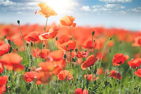 여름에 양귀비 필드 양귀비 꽃 아름다운 자연에 선택적이고 부드러운 초점 들에 대한 스톡 사진 및 기타 이미지 들 소프트 포커스 양귀비 식물 Istock