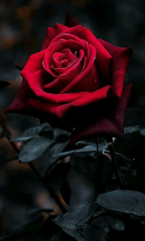 Pin By عکس 🍁 On Flowers Are My Best Friends Forever عکس Rose