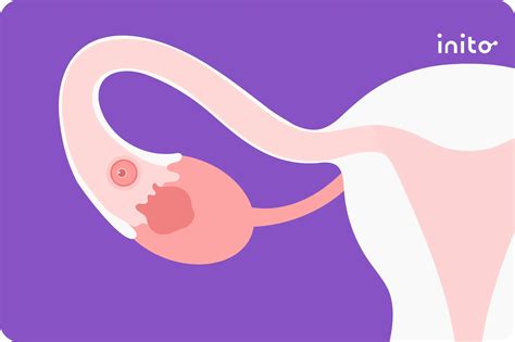 What Is Ovulation Symptoms And Pregnancy