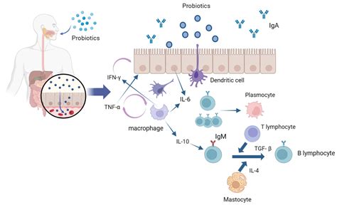 Probiotics Regulating Intestinal Flora To Improve Functional Dyspepsia Encyclopedia MDPI
