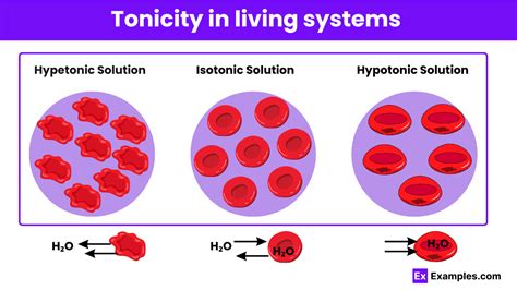 Isotonic Solution Introduction Examples Uses Difference