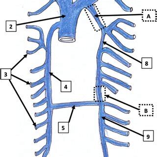 Azygos Vein Anatomy Anatomy Atlases Illustrated Encyclopedia Of Human