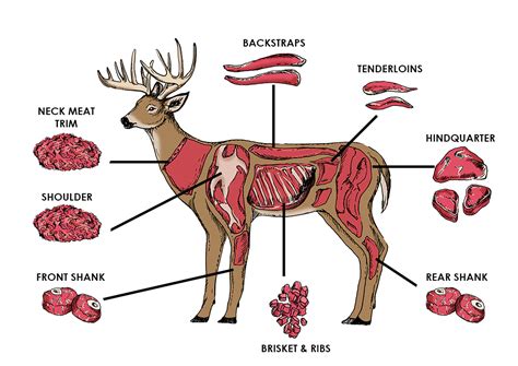 Deer Cutting Chart At Ava Willson Blog