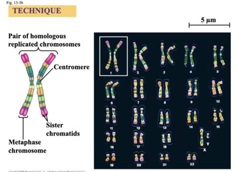 Section 3 Chapter 13 Sex And Meiosis Flashcards Quizlet