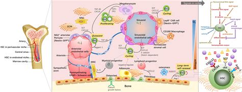 【博创基金微展示】第31期 张盼：骨髓龛微环境物理特性对造血干祖细胞命运的体外调控作用及机制研究 西北工业大学研究生院
