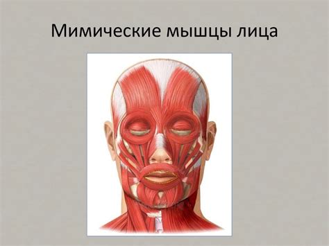 Травматические повреждения мягких тканей челюстно лицевой области у детей презентация онлайн