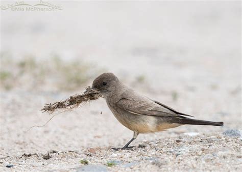 Nest Building Says Phoebe Mia Mcphersons On The Wing Photography