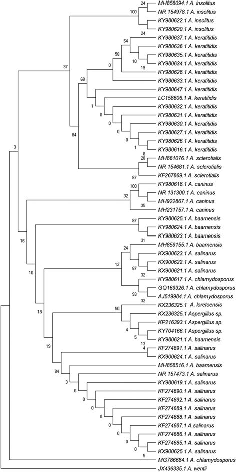 Phylogenetic Tree Based On The Maximum Likelihood Method With Bootstrap