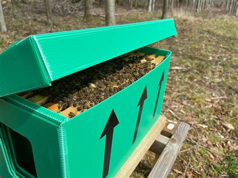 What Is A Nuc Of Bees