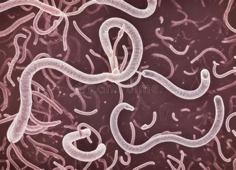 White Parasites Under A Microscope Long Worms In The Human Body Stock