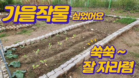 텃밭정리 유박비료와 거름섞어주기 땅콩발견 쪽파심음 오이모종심음 벼 무 갓 씨뿌림 무 배추 모종심기 🧑‍🌾👩‍🌾👨‍🌾 Youtube