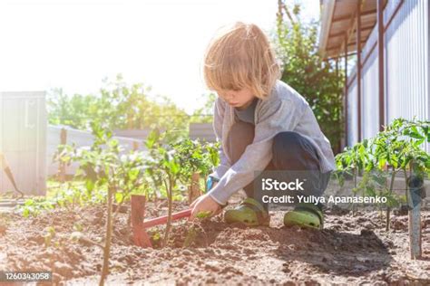 เด็กน้อยมีความสุขช่วยให้ผู้ปกครองปลูกต้นกล้ามะเขือเทศในสวนผักและสนุกสนาน ภาพสต็อก ดาวน์โหลดรูป