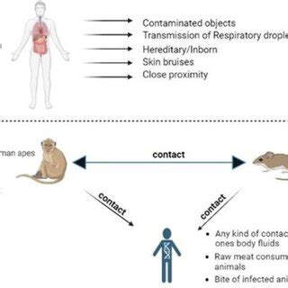Transmission Routes Of Monkeypox Download Scientific Diagram