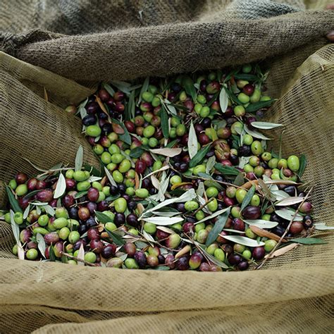 그리스 버진 올리브 오일 5l