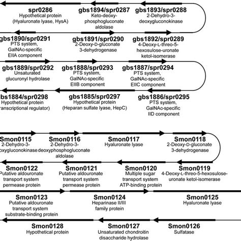 Bacterial Gag Genetic Clusters A Genetic Cluster Of Streptococcus
