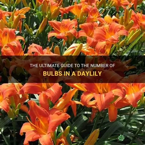 The Ultimate Guide To The Number Of Bulbs In A Daylily Shuncy