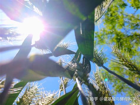 万物生长靠太阳，如何增强作物光合作用？ 知乎