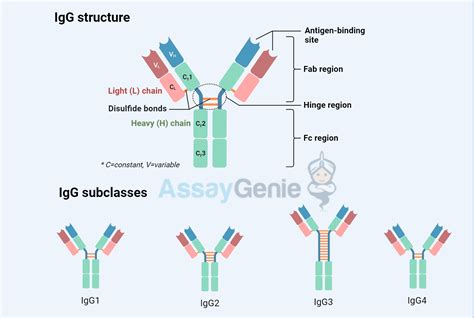 Antigen Structure And Function