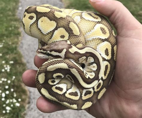 Show Me Your Alien Heads Ball Pythons Morphmarket Reptile Community