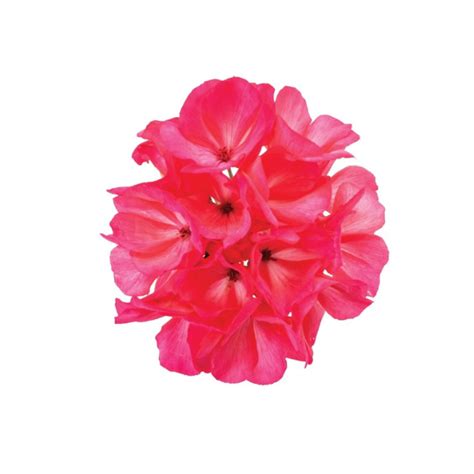 Geranium Hybrid Big Eeze Foxy Flamingo Lucas Greenhouses