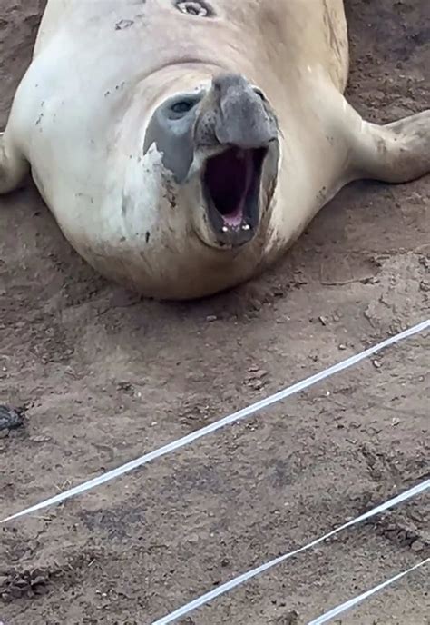 Neil The Seals Vocal Transformation During Puberty Tiktok