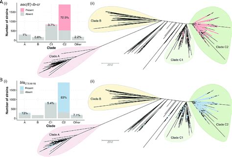 Prevalence Of The Aac 6 Ib Cr And Bla Ctx M 15 Genes In St131 A Download Scientific